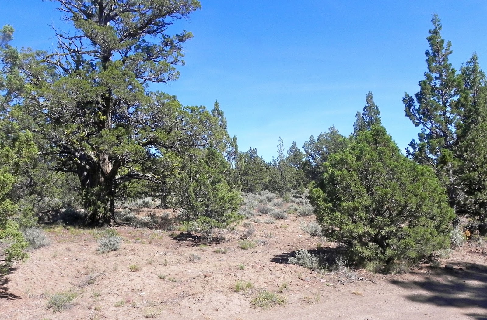 Northwest and Southwest Rockhounding: Glass Butte Rockhounding Trip