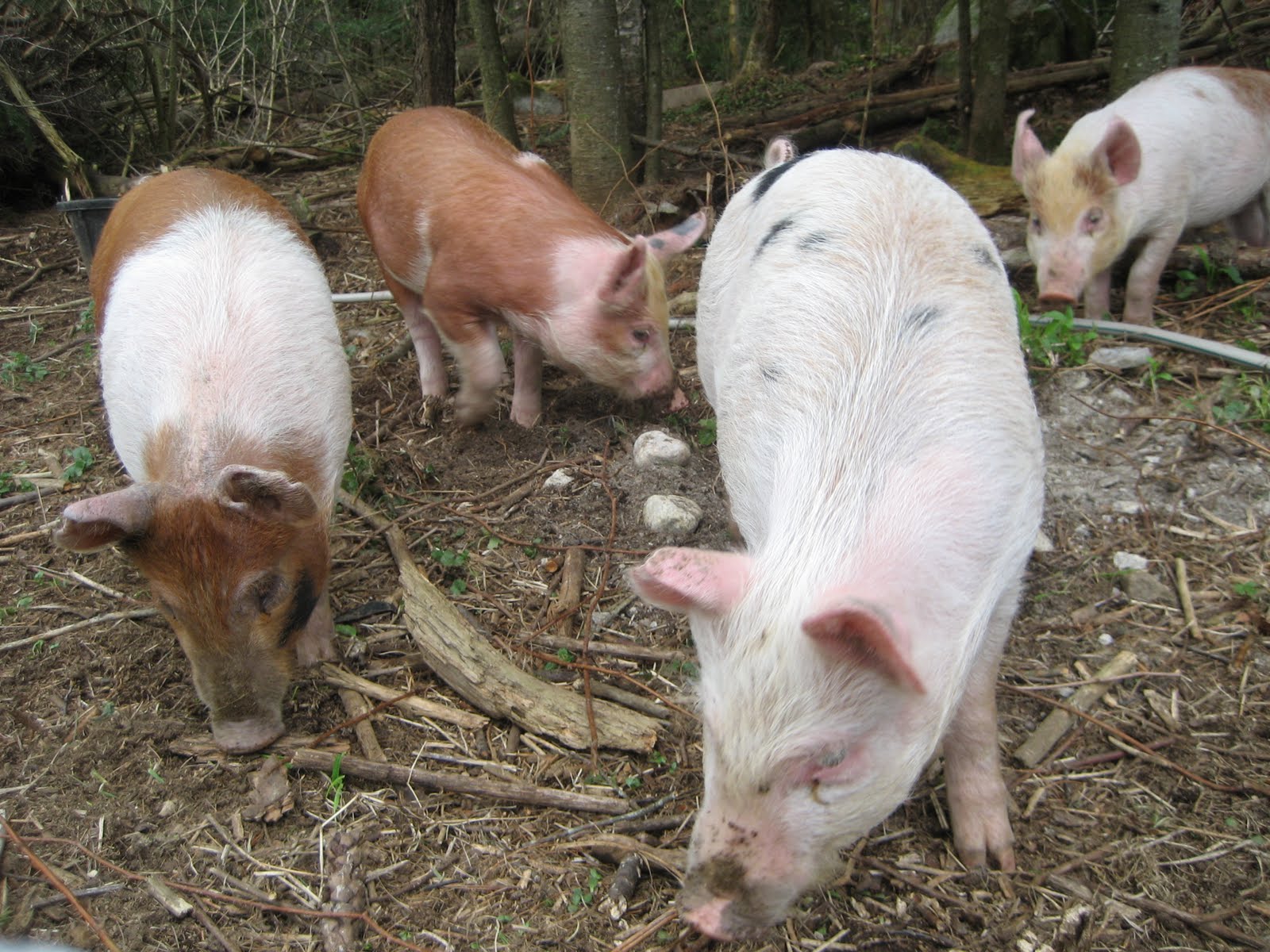 Old Home Crawford Farm: Pigs in the Woods
