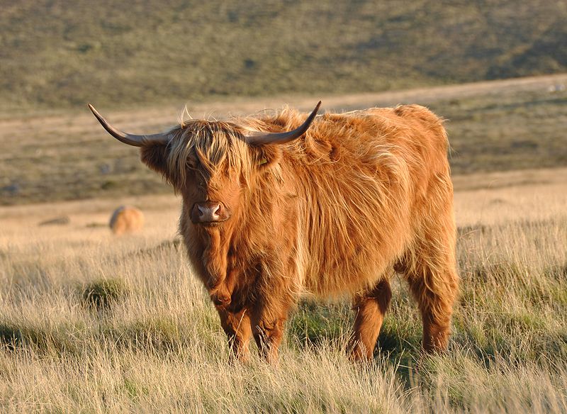 Willowbrook Park: The Willowbrook Highland Cattle Fold...