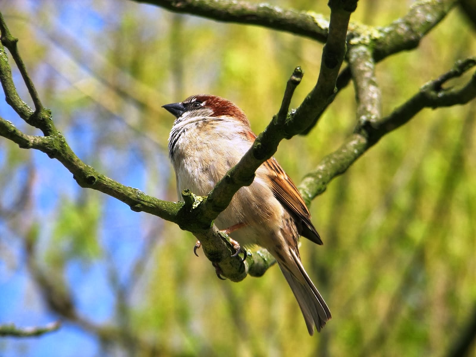 GEMENGDE BERICHTEN: Passer domesticus