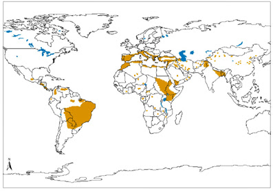 Infection Landscapes: Leishmaniasis
