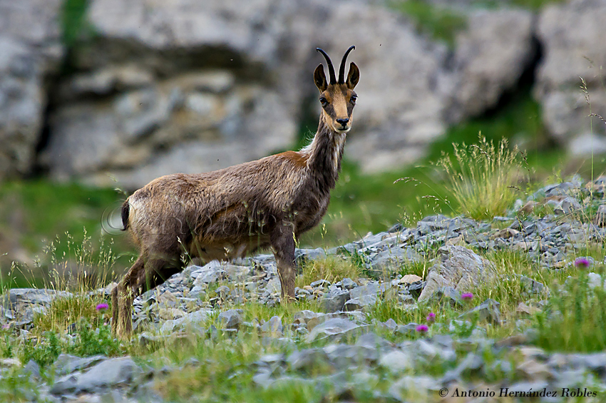 Fotografia de Vida Salvaje - Wildlife Photography: UN RECORRIDO POR ORDESA