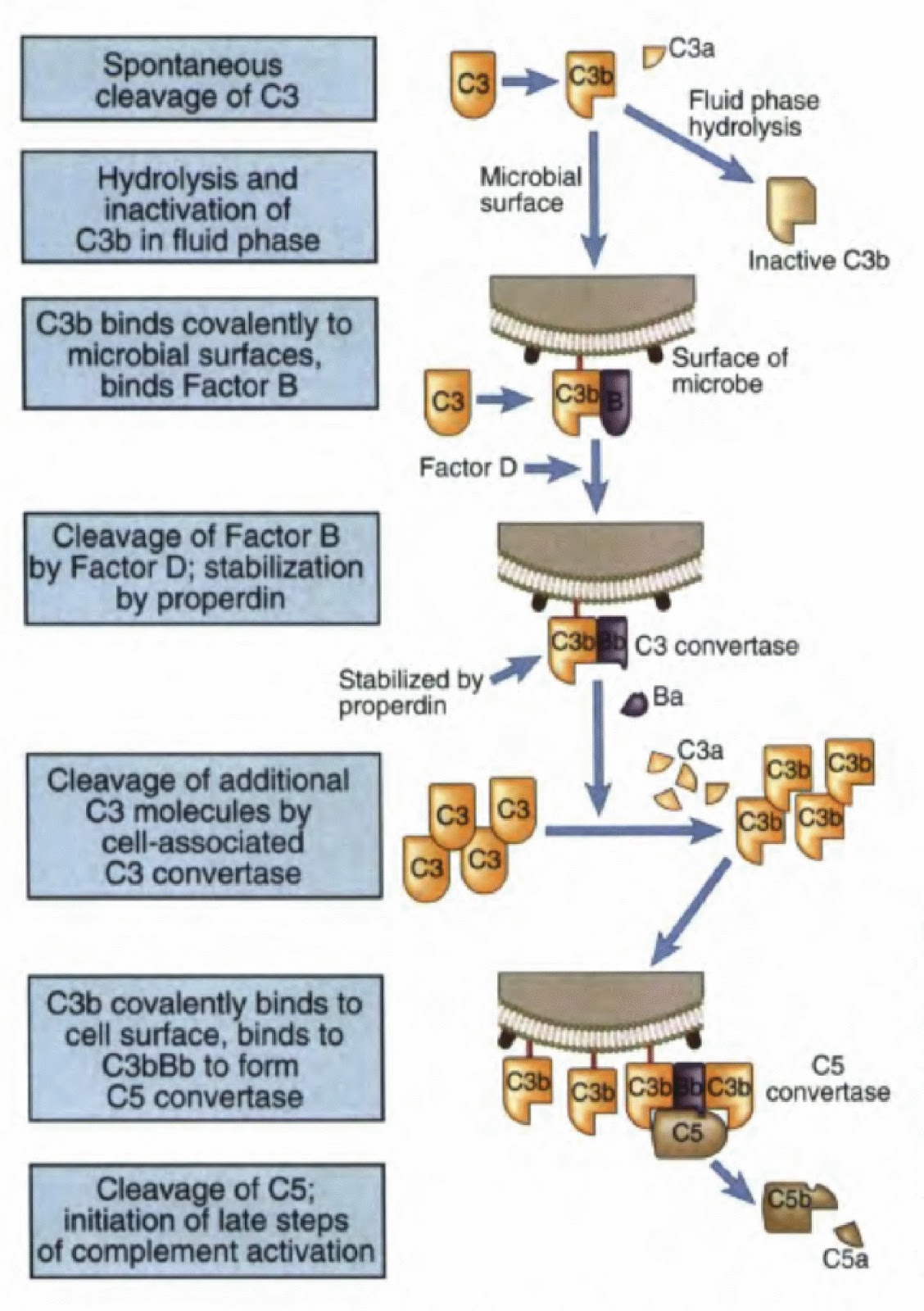 cLinpath: How Is the Process of Complement Activation?