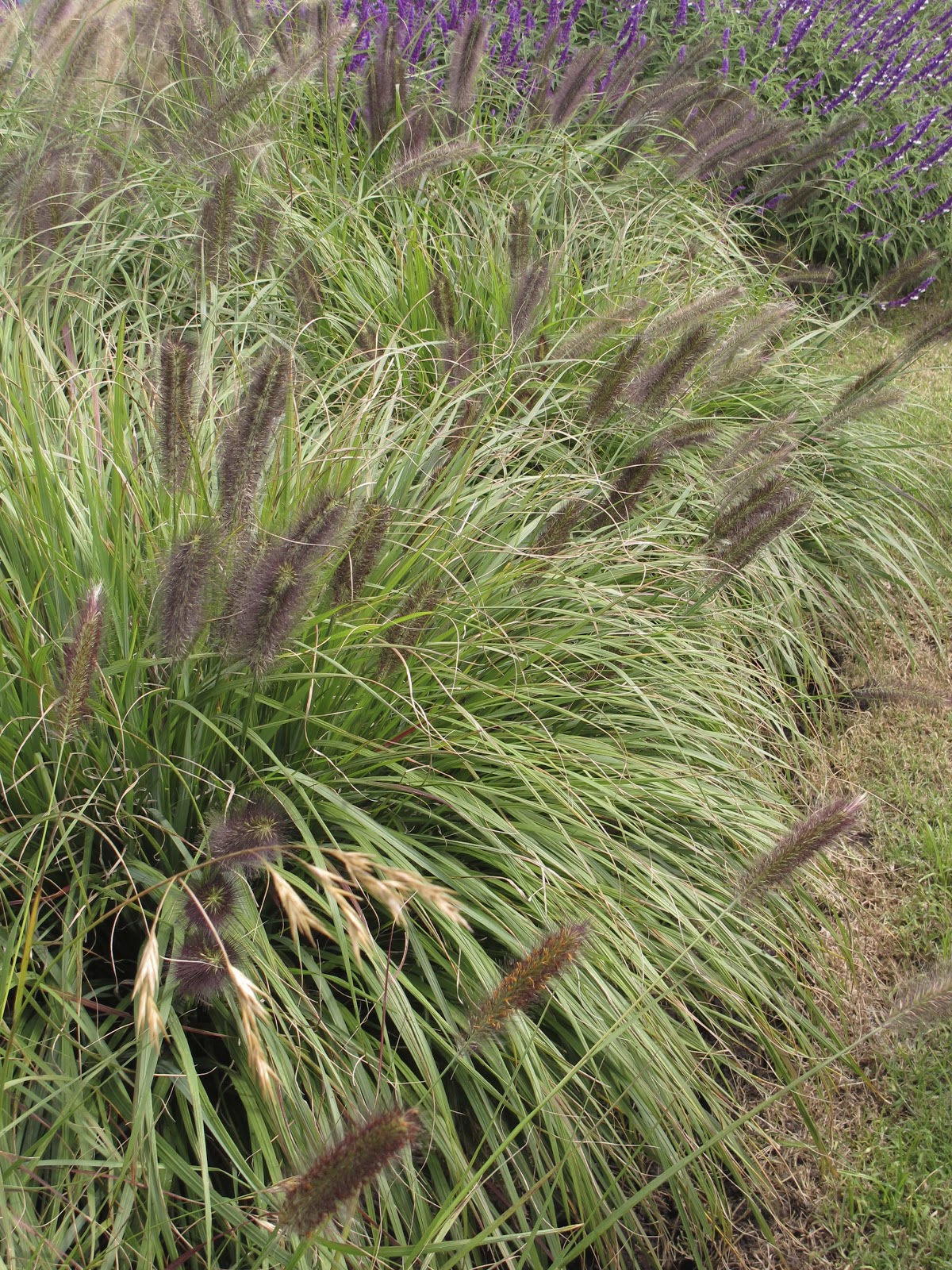 En el jardin: nuevo cantero en construcción