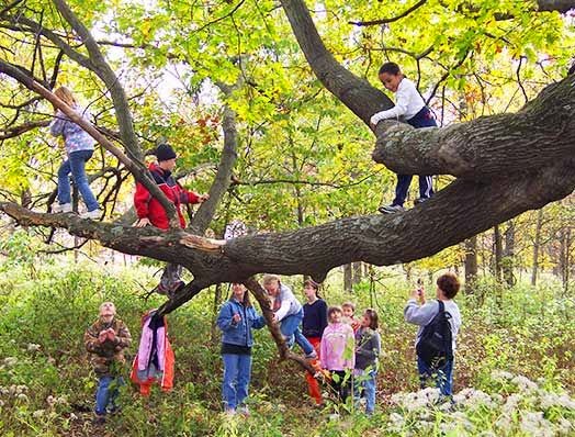 Forest Schools: Forest Schools 6 areas of Learning
