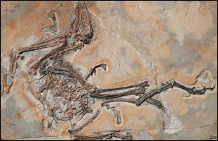 Fossil Adventure: Aparecieron las aves..... y vienen volando.