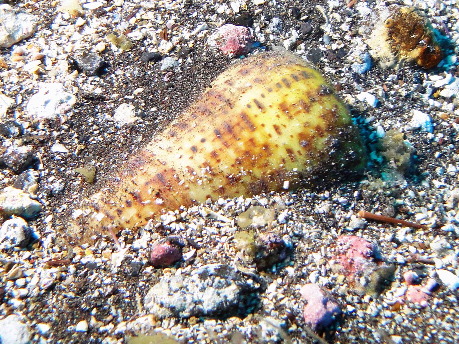Check the Sea. Web de buceo y fotografía submarina de las Islas ...