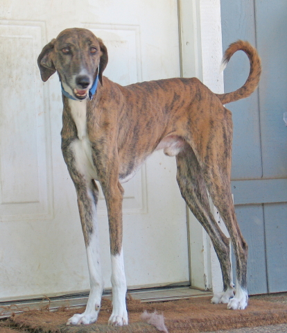 Azawakh Idi! Idi! Idi!: Azawakh Colors