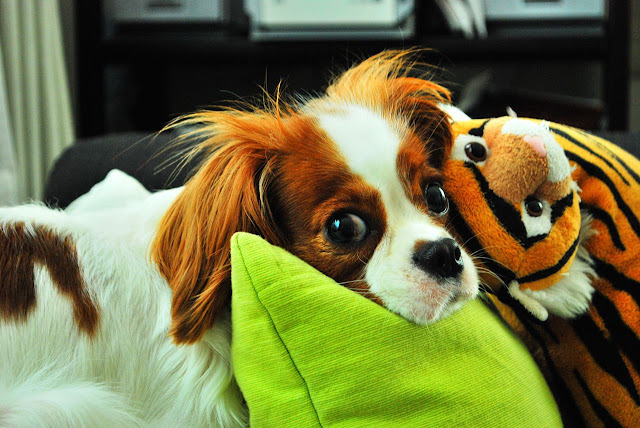 20 Beautiful animal photos (20 pics) | Amazing Creatures