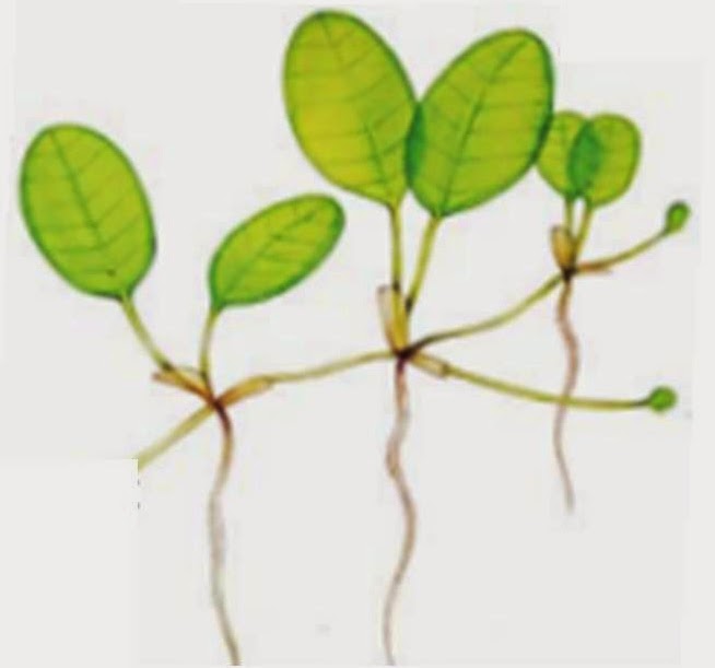 Pamacca: Jenis-Jenis Lamun di Pulau Barrang Lompo