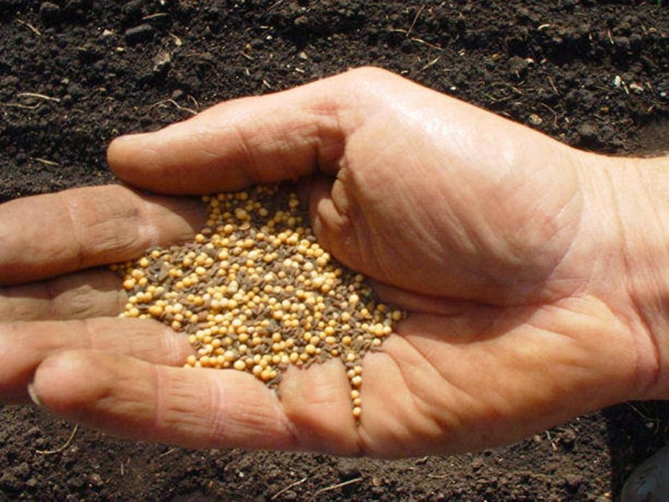 Covered in His Dust: A Crazy Farmer and His Mustard Seed