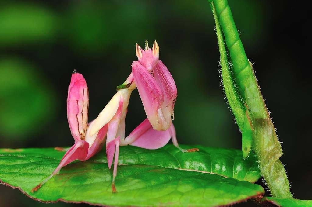 Insectos: MANTIS ORQUIDEA ( HYMENOPUS CORONATUS)