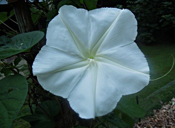 Sue's in the Garden Growing the Groceries: Moonflower