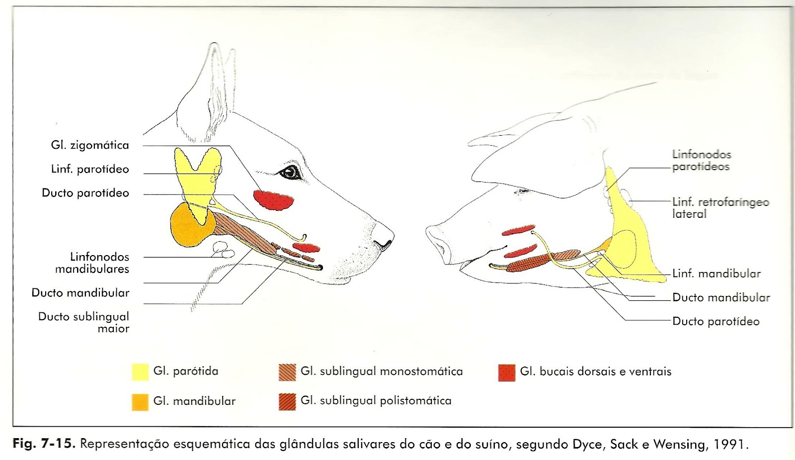 Medicina Veterinária: CAVIDADE ORAL