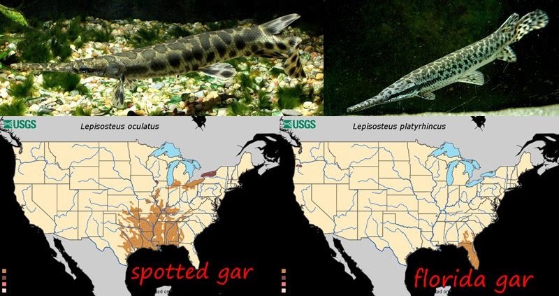 Mahamaya Hiko: Membedakan Spotted Gar dengan Florida Gar