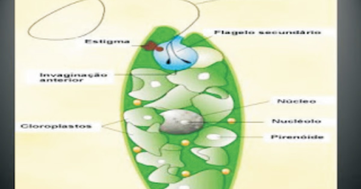Divisio Cryptophyta, A common feature, Structure, Reproduction ...