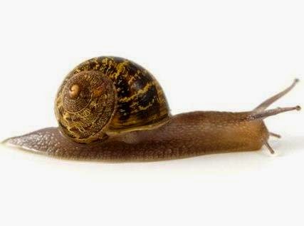 Pengertian Mollusca: Apa itu Mollusca? - cekrisna