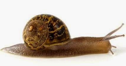 Pengertian Mollusca: Apa itu Mollusca? - cekrisna