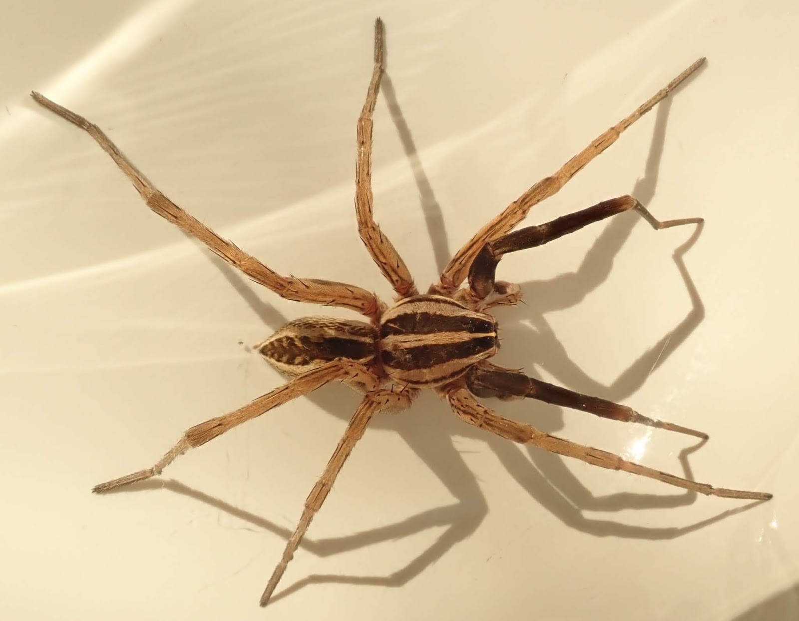 Springfield Plateau: Wolf Spider
