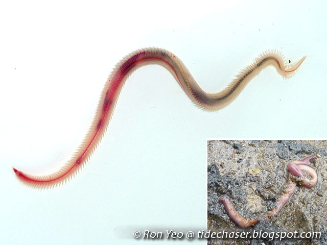 tHE tiDE cHAsER: Annelid Worms (Phylum Annelida) of Singapore