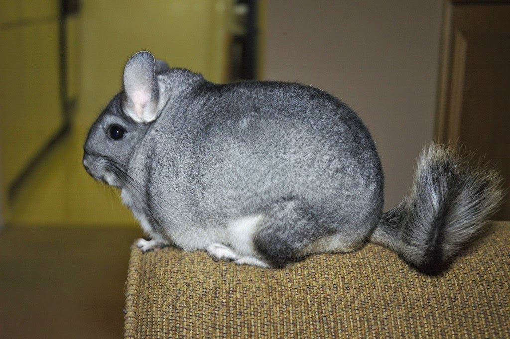 All-Things-Women: Chinchillas