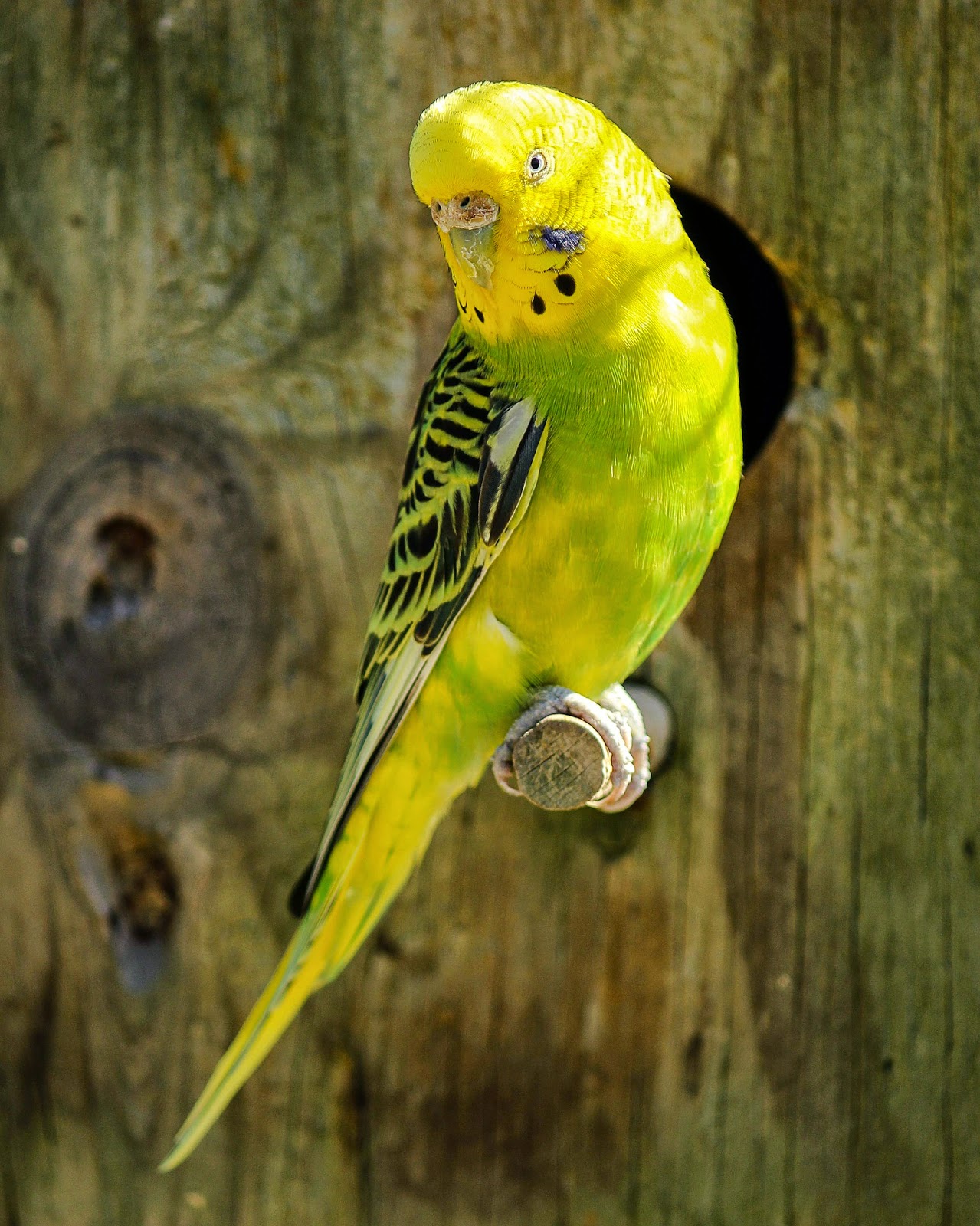 Ilmaisia kuvituskuvia: Undulaatti