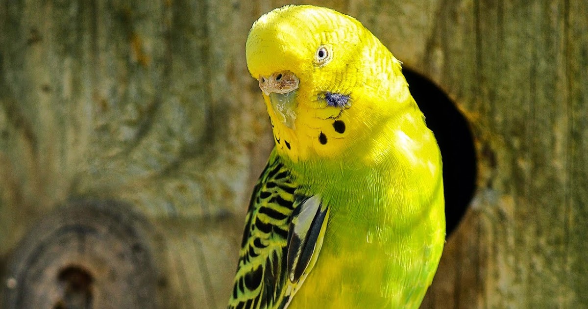 Ilmaisia kuvituskuvia: Undulaatti