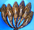 Manfaat-ikan-boso