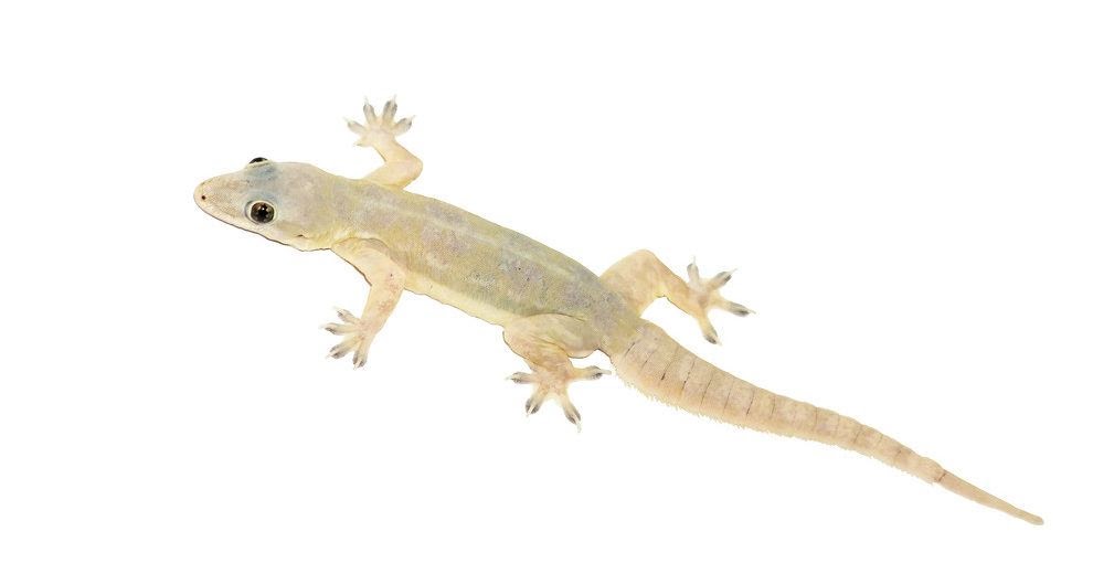 Mga Kwento ng Alamat sa Pilipinas: Alamat ng Butiki