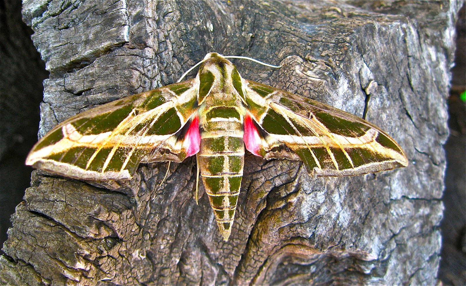 Mother Earth: "LIFE CYCLE" of the SPHINX MOTH