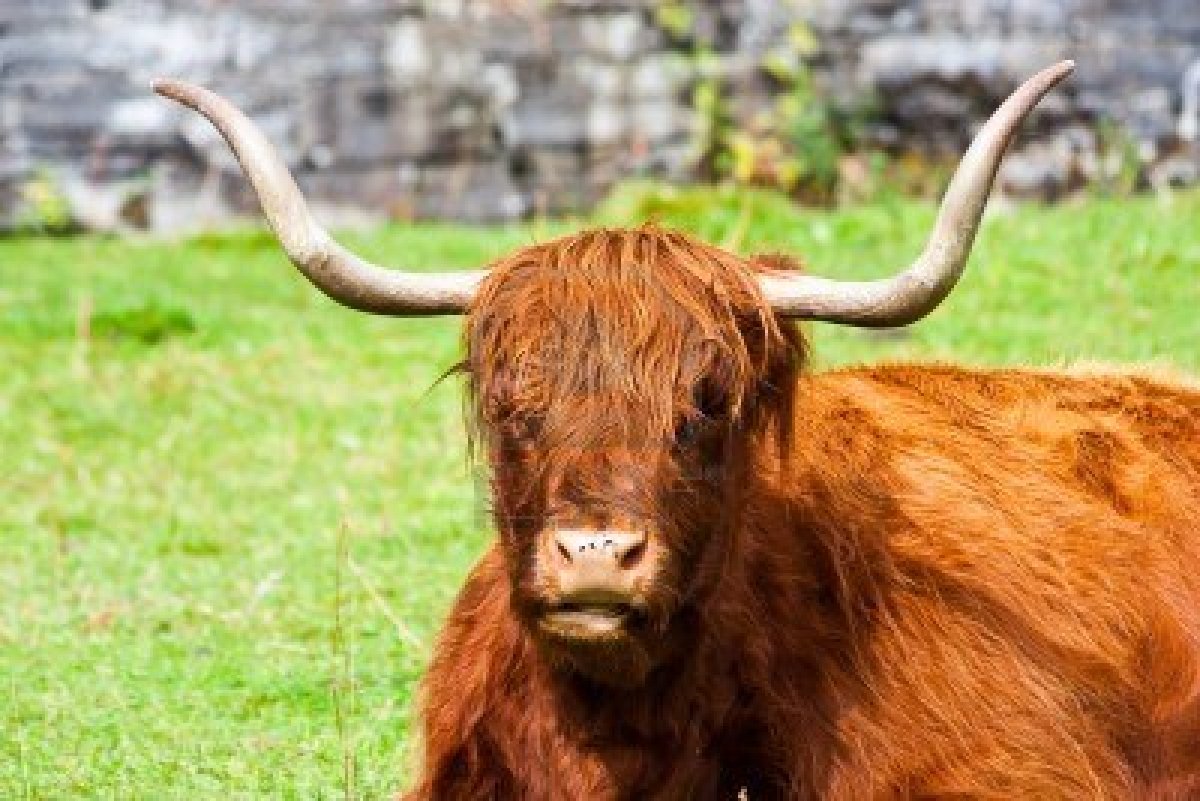 EN CHEMIN: Angus (Ecosse)