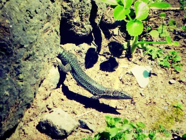 10 Reasons to Visit the Azores | Travelling Weasels