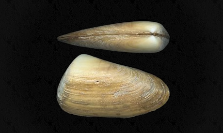 Volcanes, Rios,Ciudades y Pueblos de Chile: Fauna Sur