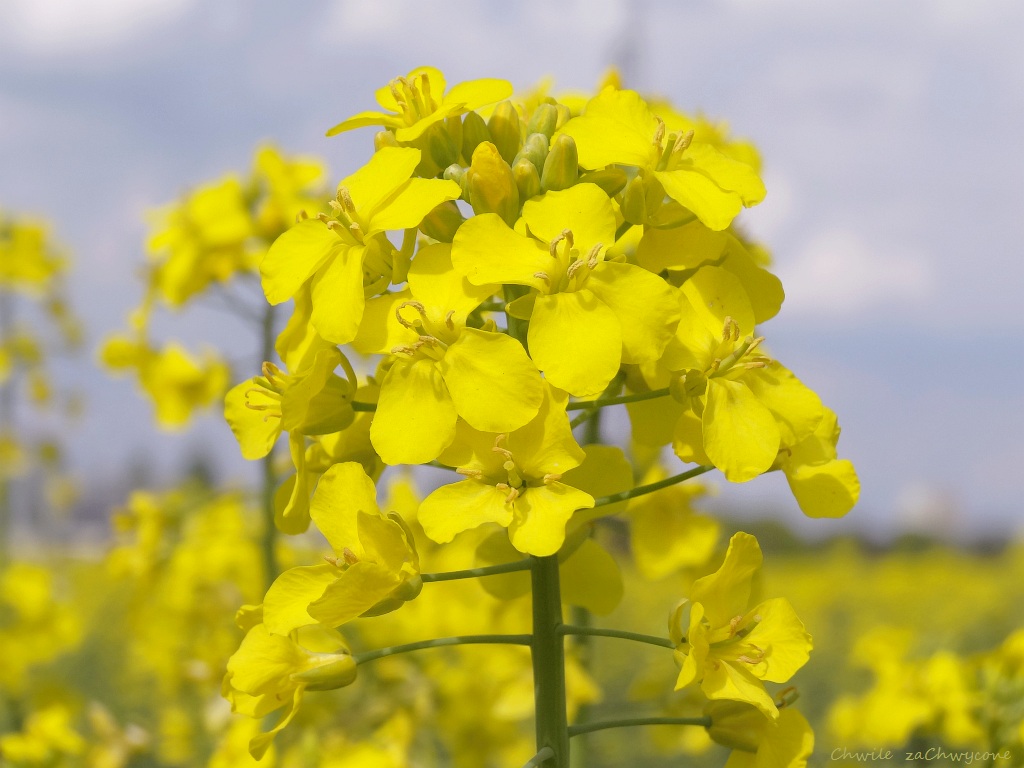 Chwile zaChwycone: Kwitnący rzepak