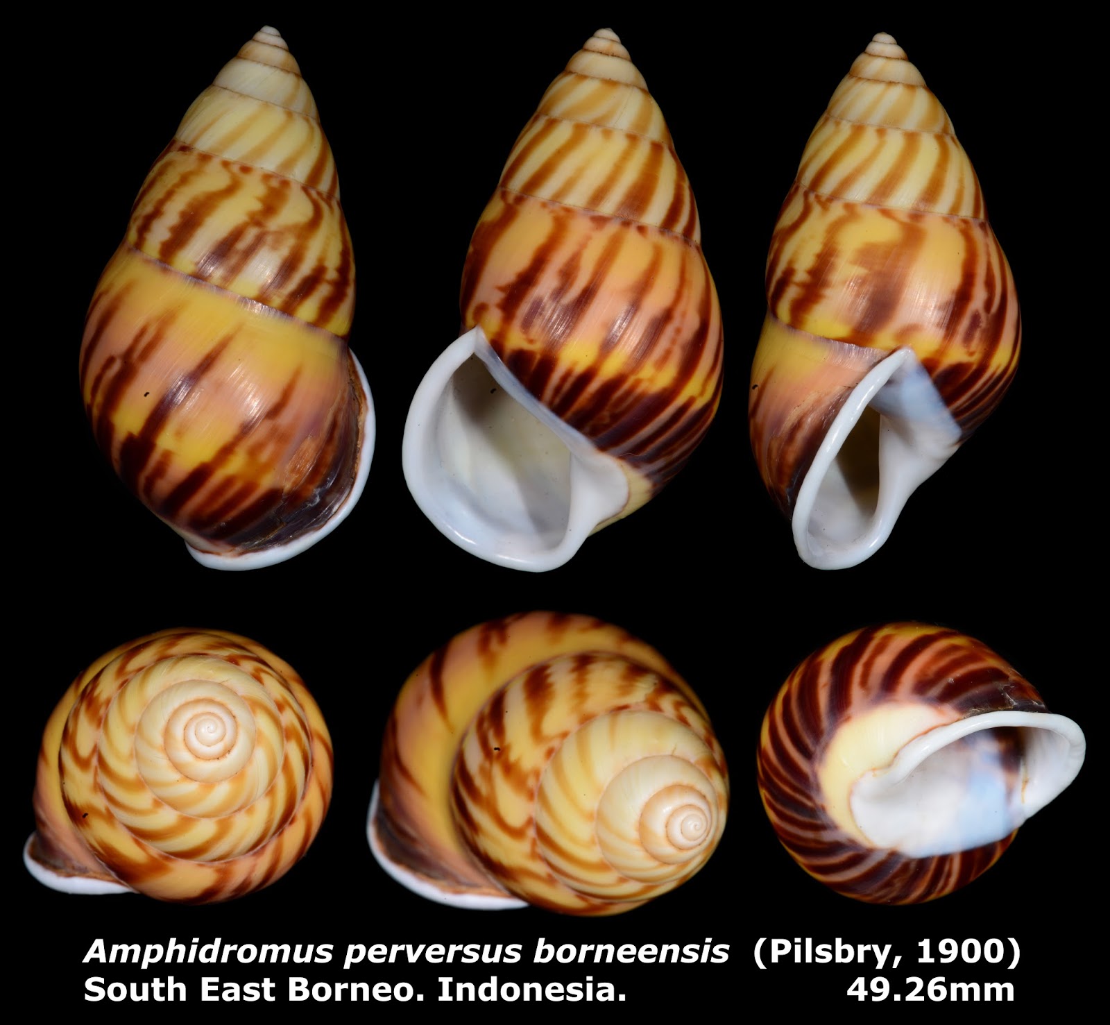 Dr. Lee's Gallery Museum: Amphidromus perversus borneensis 47.25 to 49.26mm