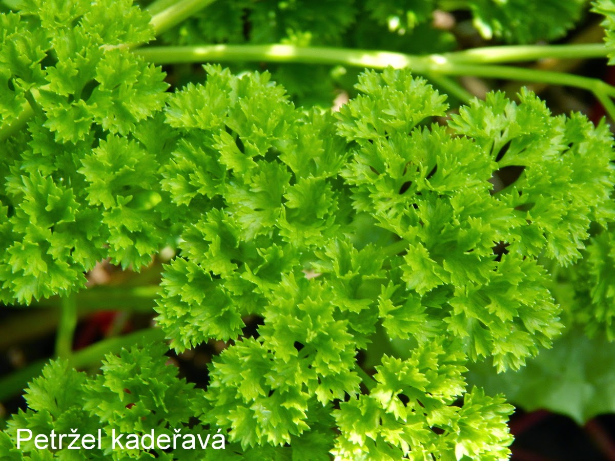 Bylinky ze Salaše: Petržel zahradní