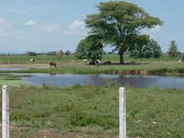 BARINAS EN UN LENTE: Hato Caroni.
