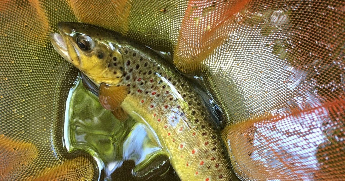 Of Rock & Riffle: Escaping the low and slow flows of summer...