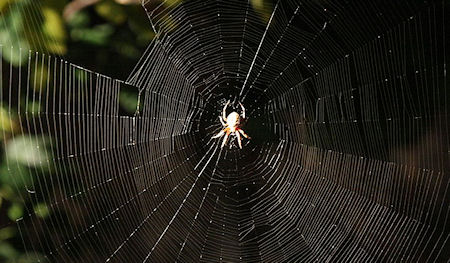 The Presurfer: How Does A Spider Spin A Web Between Two Trees?