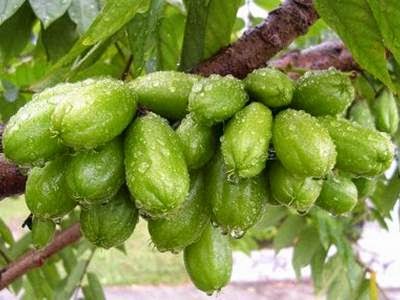 Tip dan Petua: Khasiat Belimbing Buluh