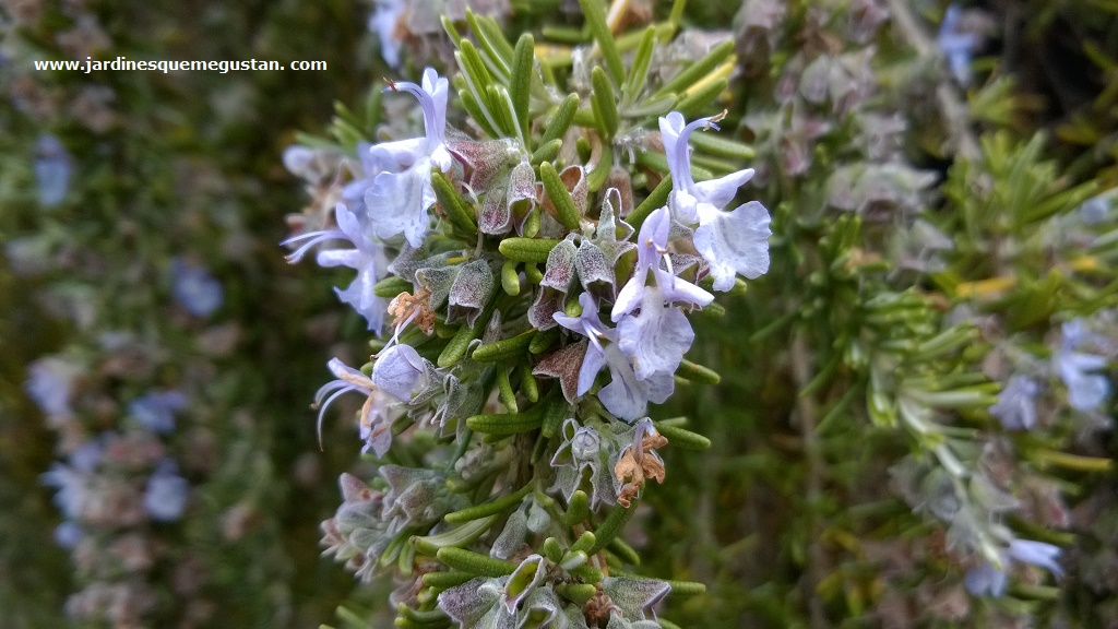 Ser rastrero en el mundo vegetal tiene su importancia – Jardines Que Me ...