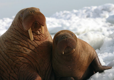 Walrus | The Most Fascinating Animal In The World | The Wildlife