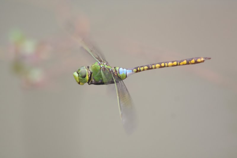 Dragonflies & damselflies of Thailand: 139. Anax indicus (Lieftinck, 1942)