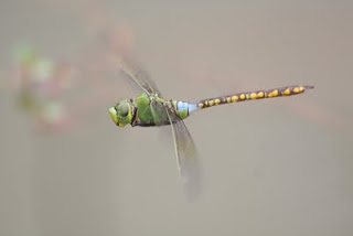 Dragonflies & damselflies of Thailand: 139. Anax indicus (Lieftinck, 1942)