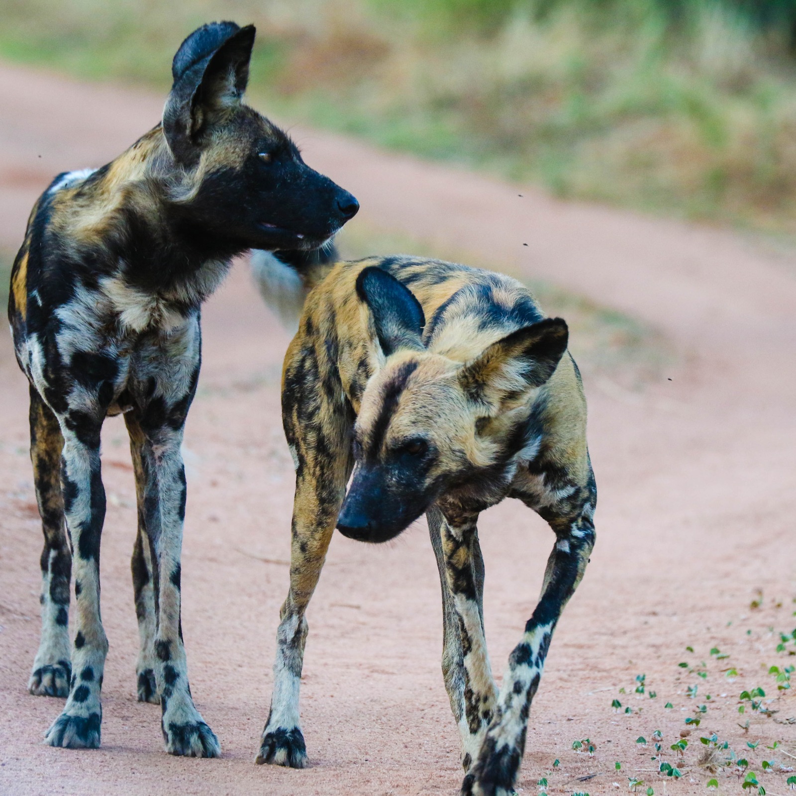 Times in Tanzania: December 2017