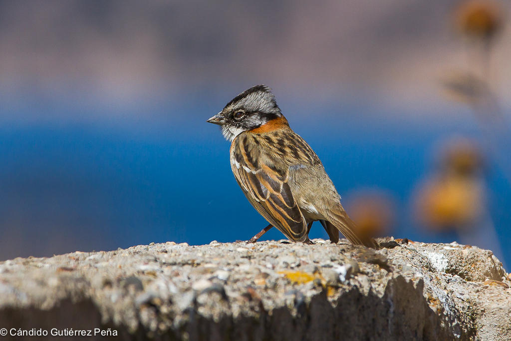 CHINGOLO - Zonotrichia Capensus | Observatorio de la Naturaleza