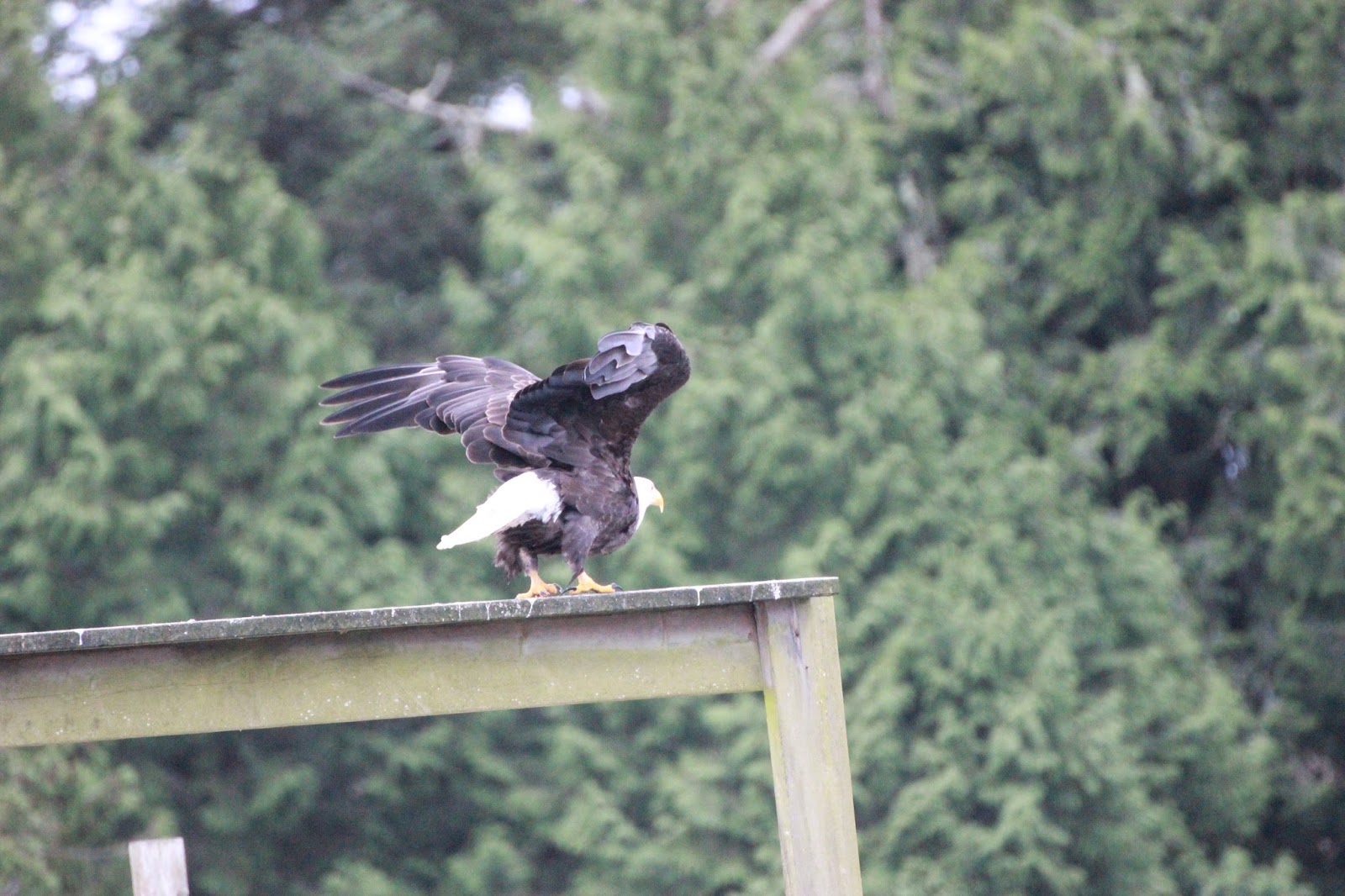 The Pioneer Business Woman: The Pacific Rim is Where It’s At….