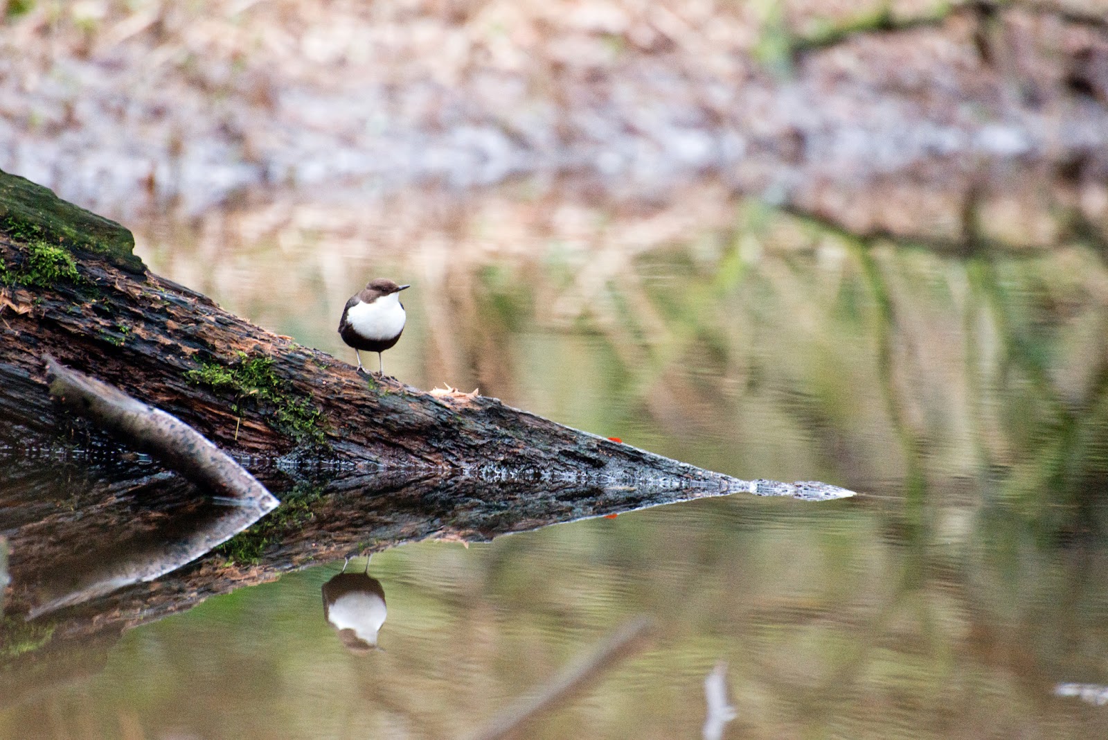 Josh Jaggard - Wildlife Photography: Black-bellied Dipper