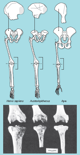 La anatomía del bipedismo ~ Aprenda historia de la humanidad