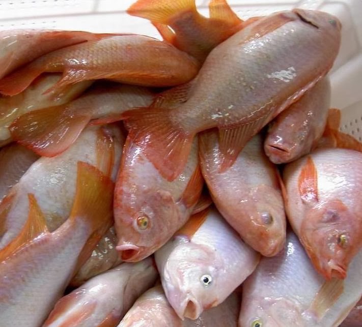 CEARÁ TILÁPIA: Tilápia Vermelha ou Tilápia Saint Peter